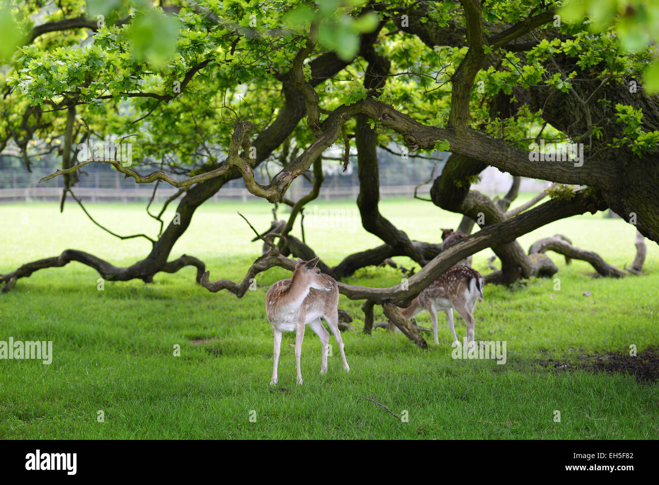 Fallow earth hi-res stock photography and images - Alamy