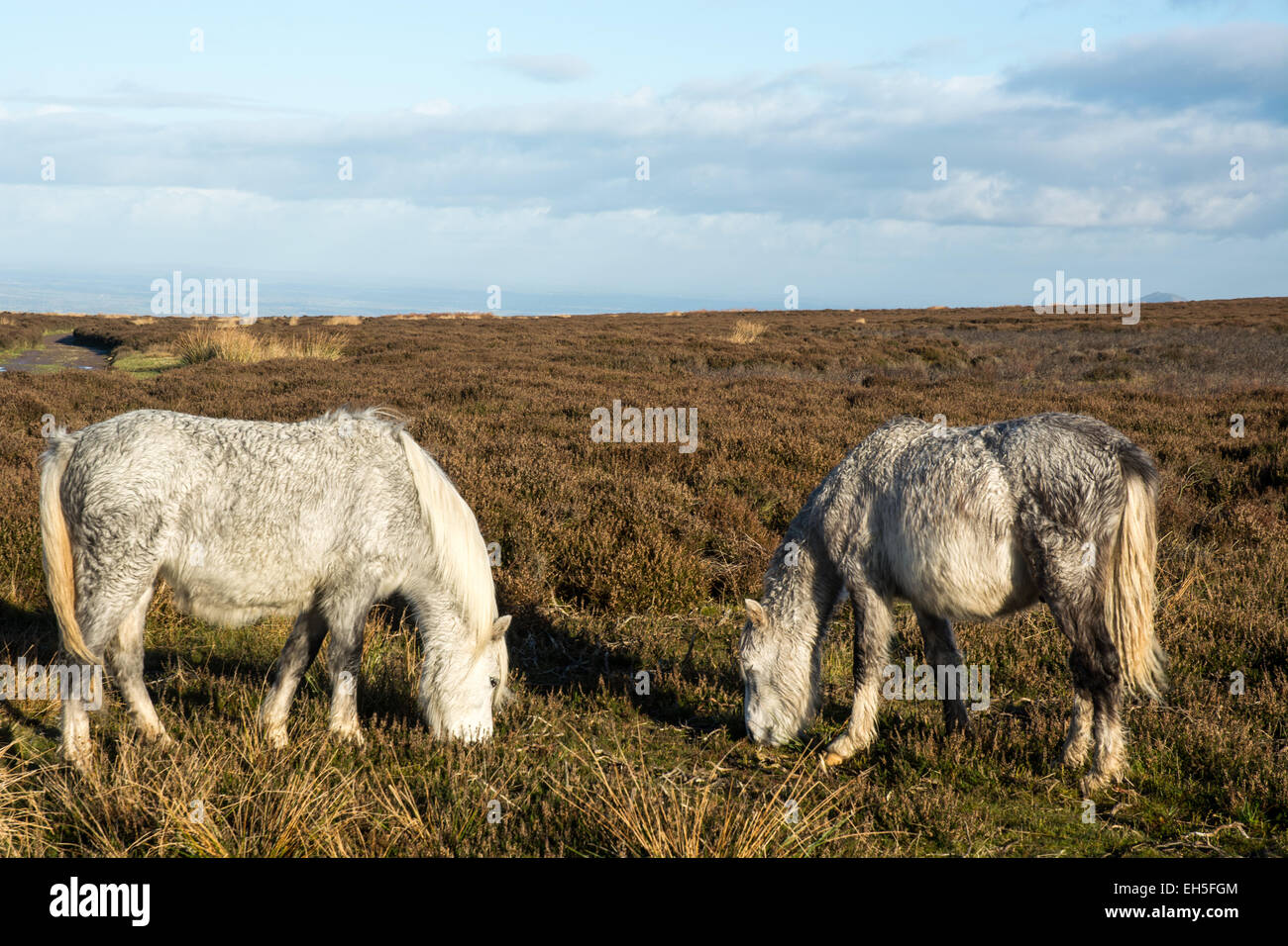 Long mynd ponies hi-res stock photography and images - Alamy