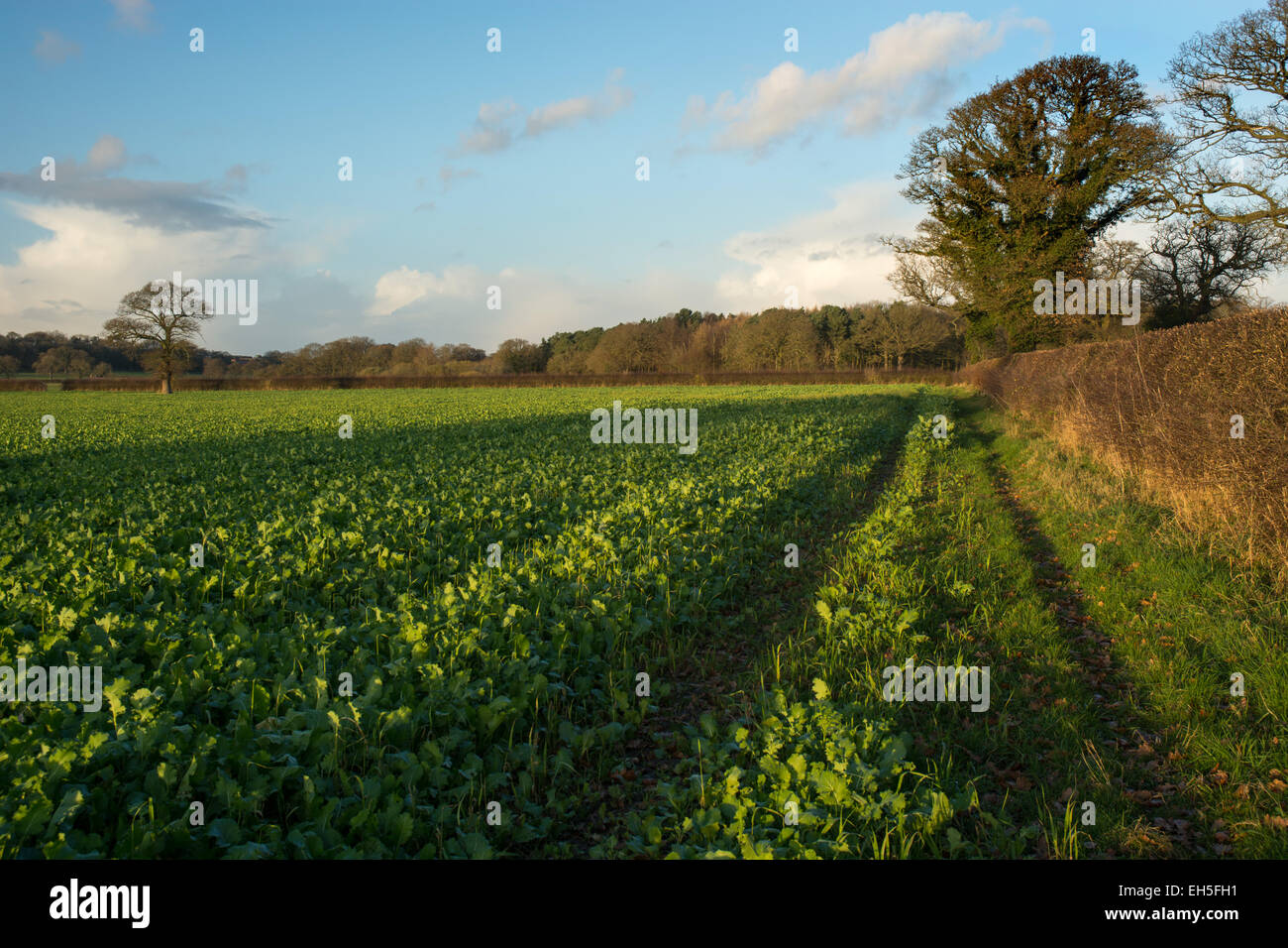 winter turnip field Stock Photo - Alamy