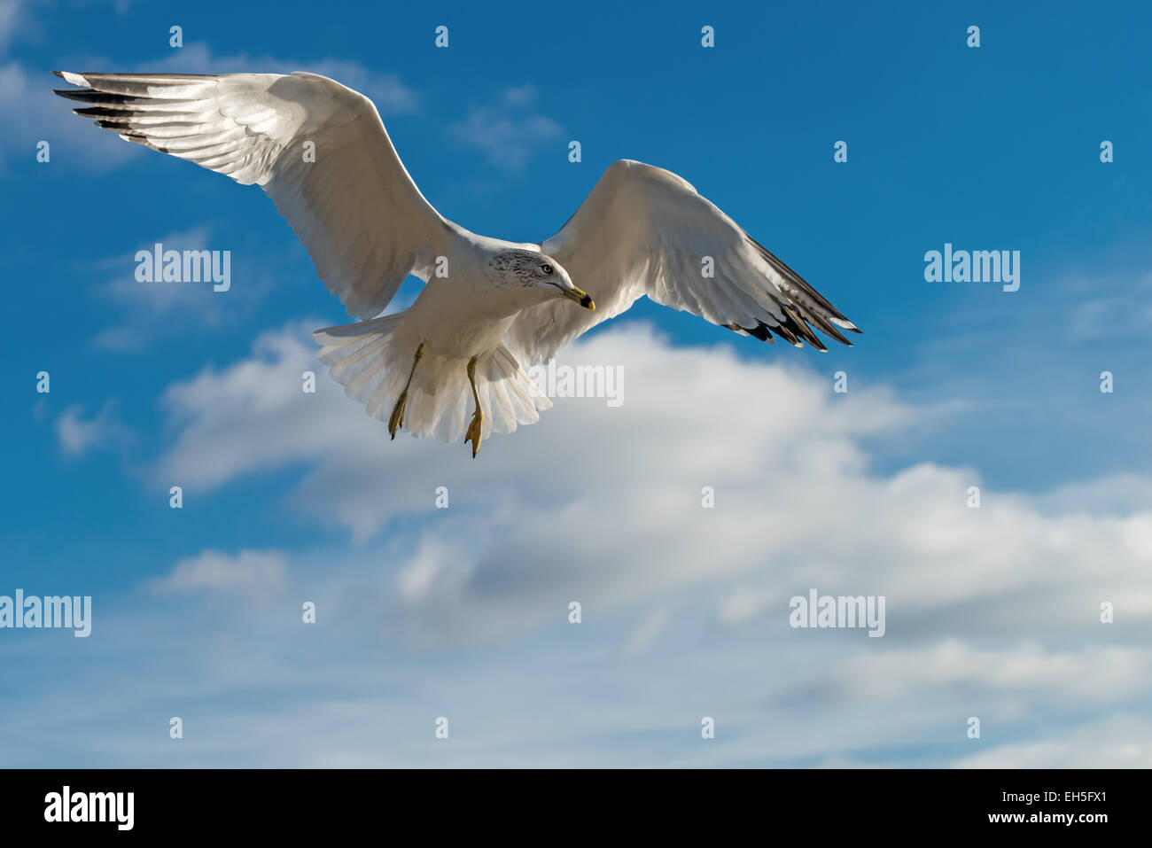 Sea gull flying in the blue sunny sky over the coast of atlantic Stock ...