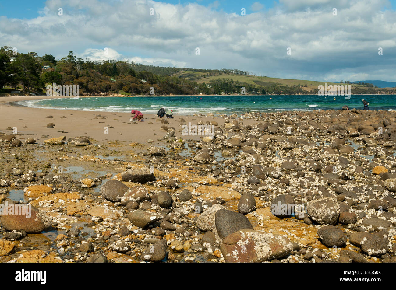 Blue point oysters hi-res stock photography and images - Alamy