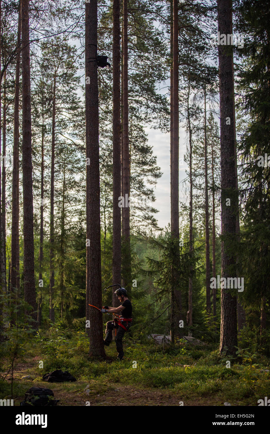 Tree climber ascending tree Stock Photo - Alamy