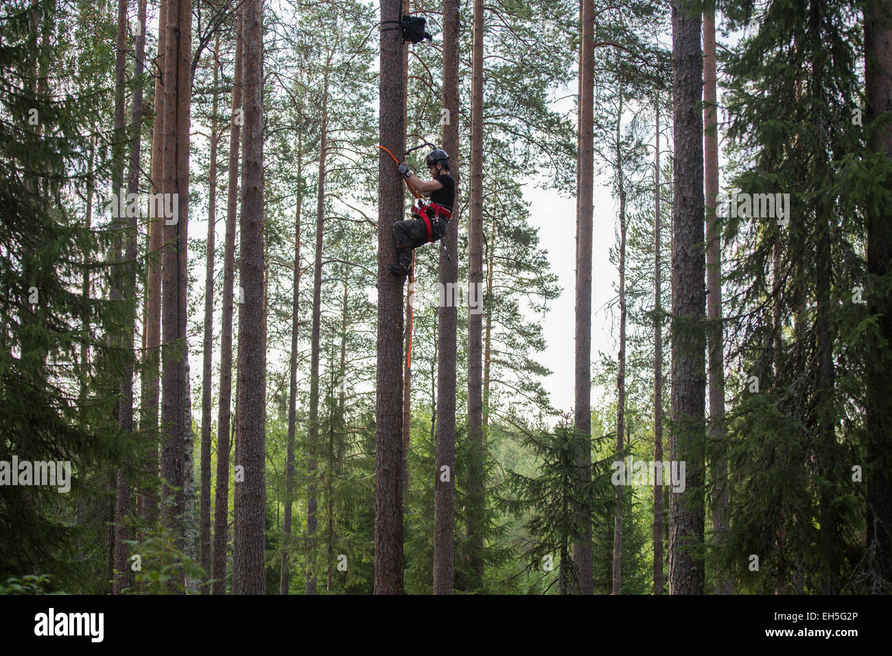 Tree climber ascending tree hi-res stock photography and images - Alamy