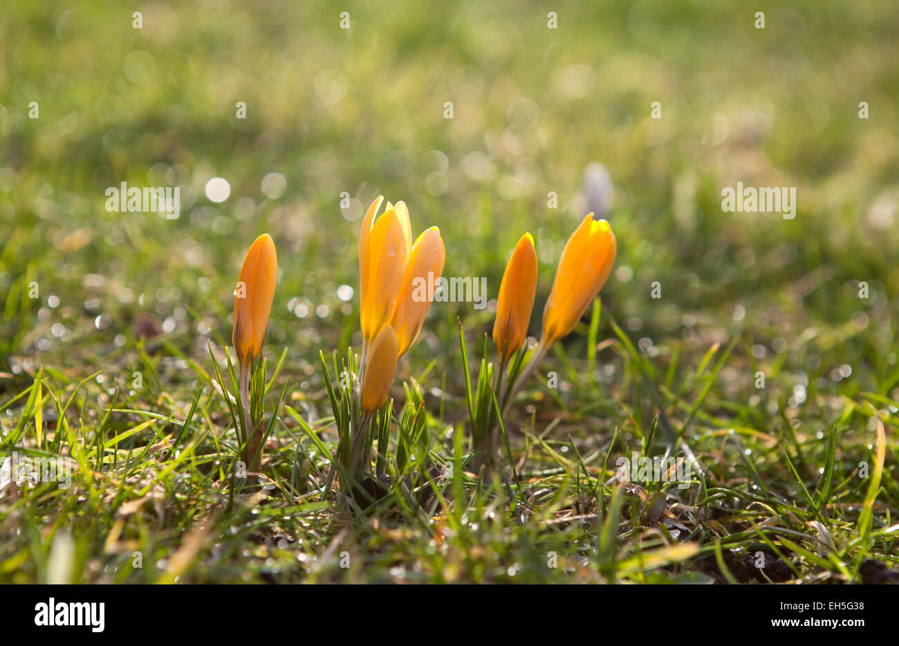 yellow crocus flowers in spring sunshine Stock Photo - Alamy