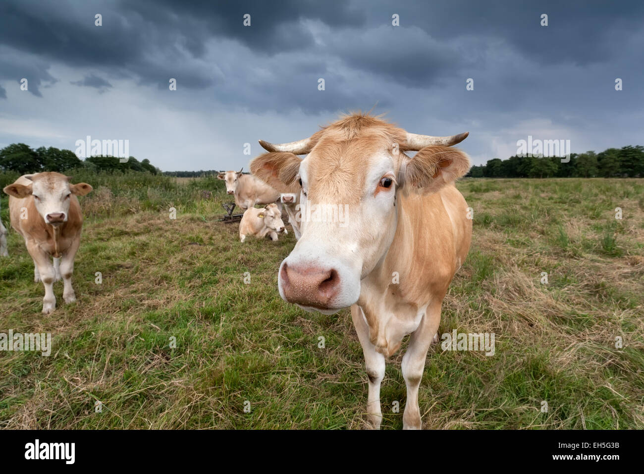 beige cow on pasture close up in summer Stock Photo - Alamy