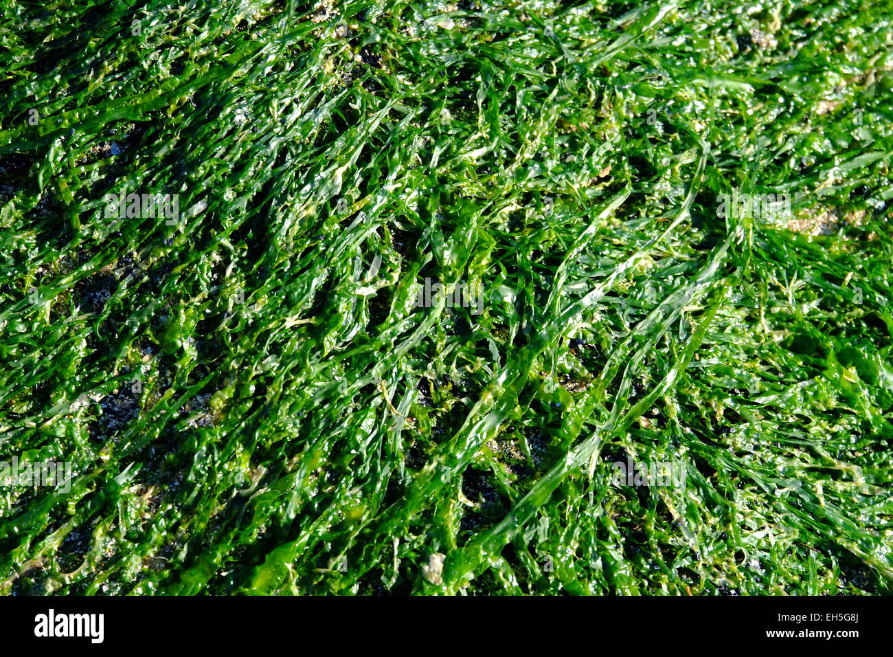 Abstract seaweed hi-res stock photography and images - Alamy