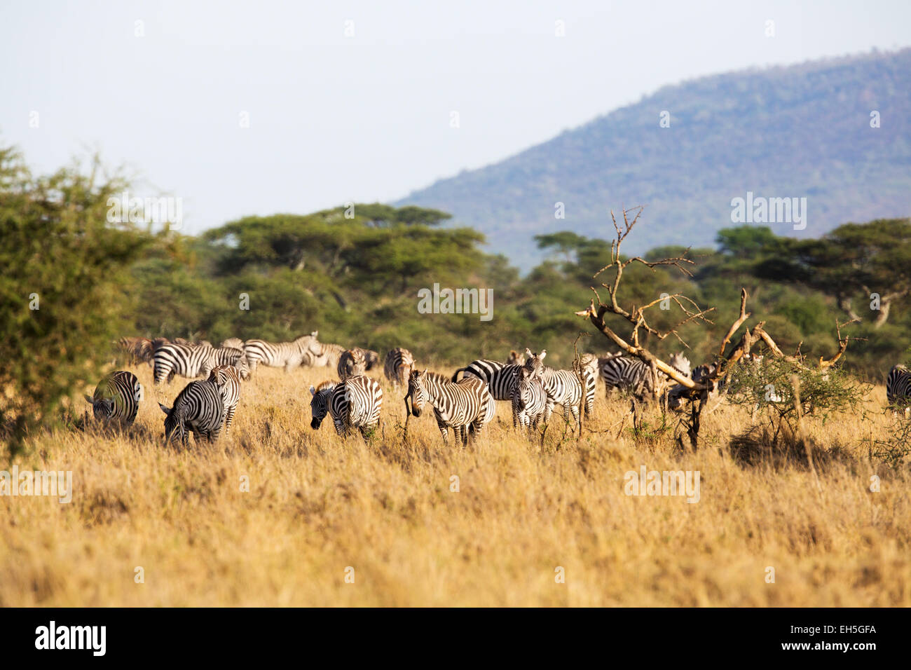Eating zebra in savanna hi-res stock photography and images - Alamy