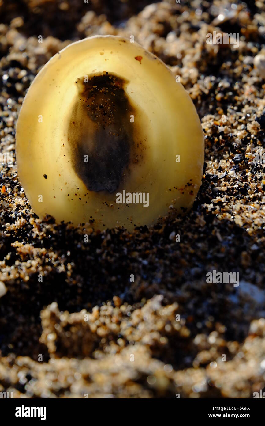 Limpet shell hi-res stock photography and images - Alamy