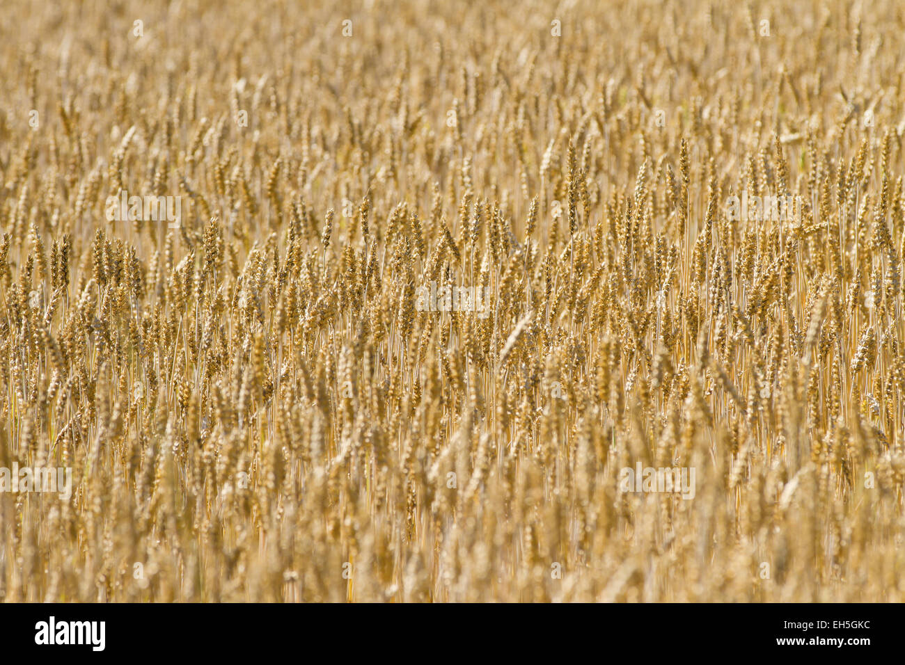 A barley field Stock Photo - Alamy