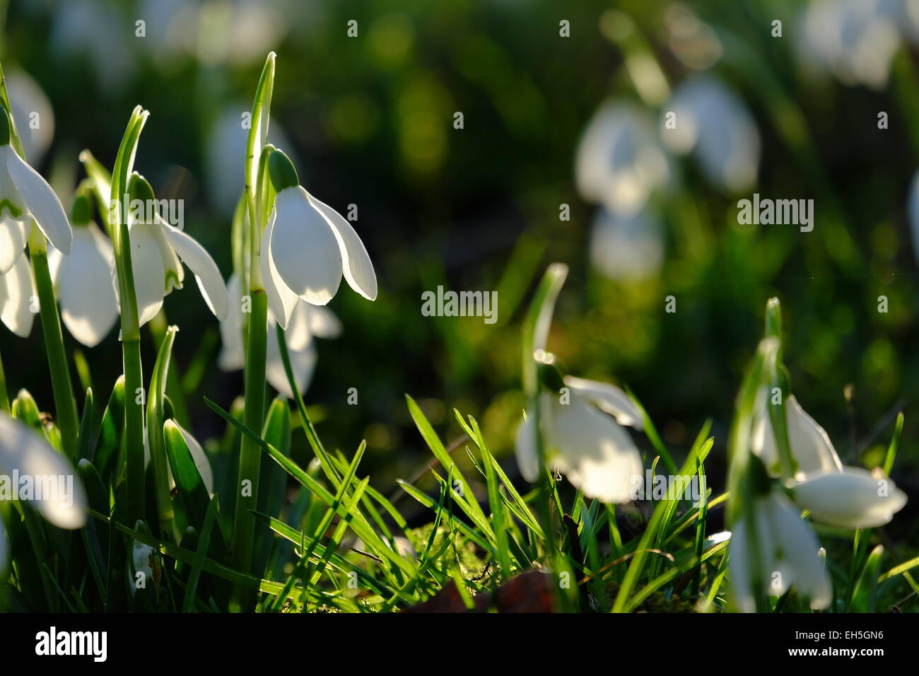 Snowdrops in sun light Stock Photo - Alamy