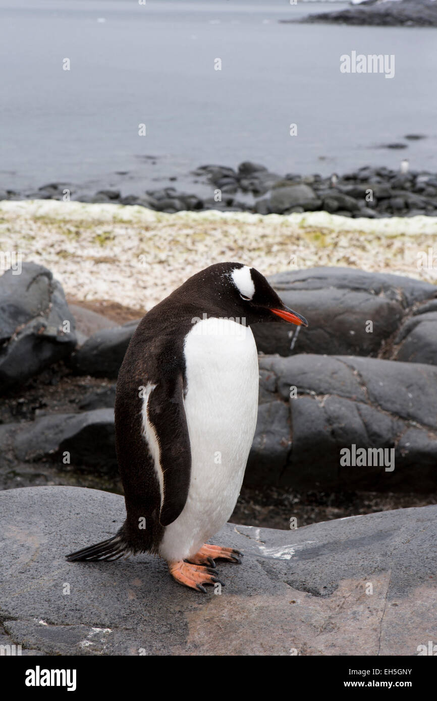 Antarctica, Goudier Island, Port Lockroy, adult, gentoo penguin on path ...