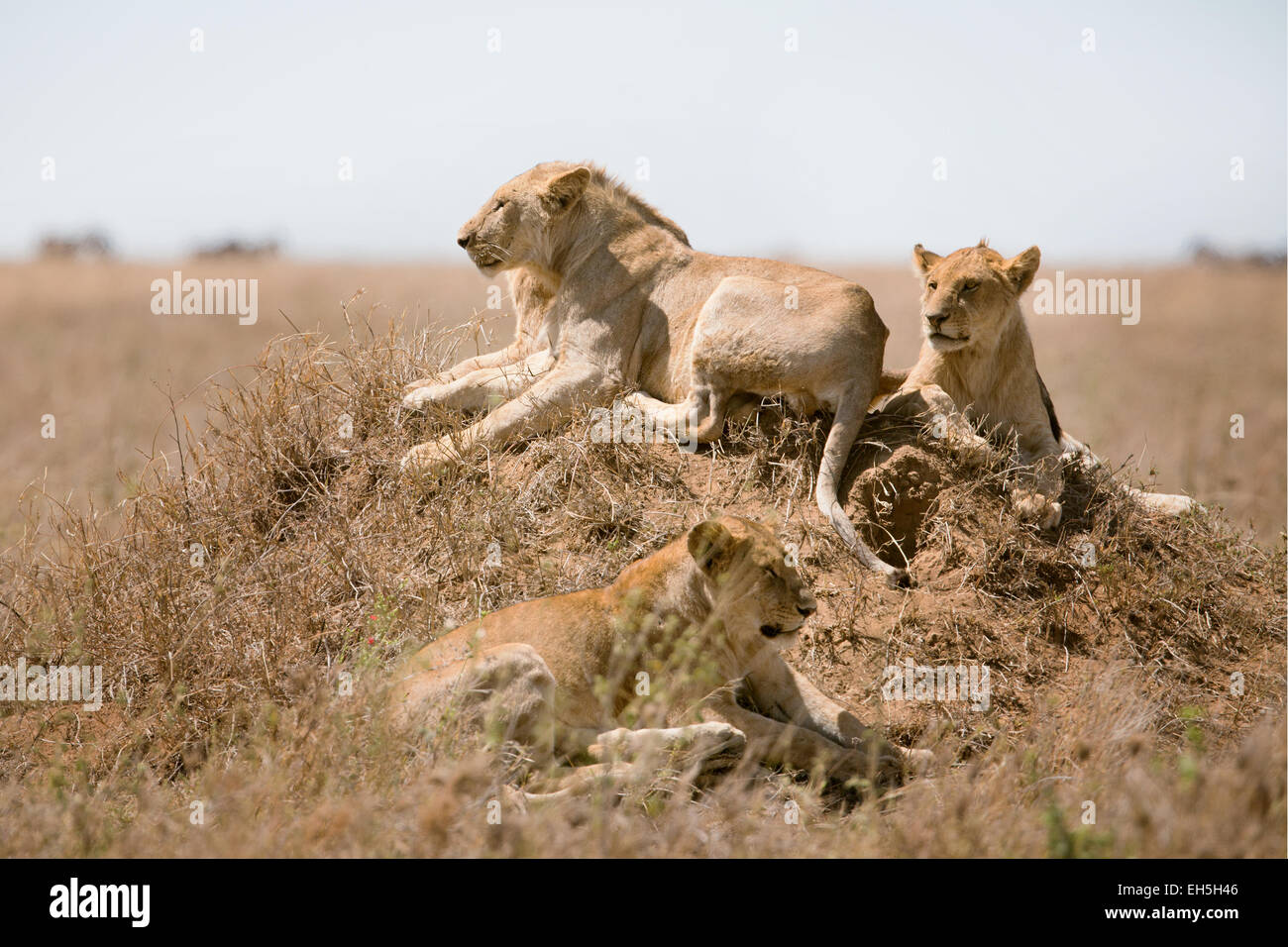 Male lion awake hi-res stock photography and images - Alamy