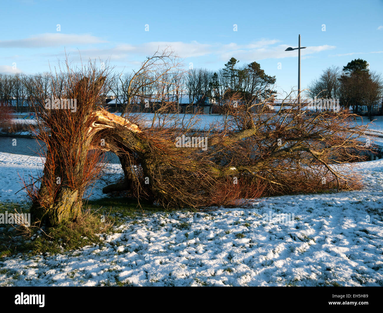Blown down tree hi-res stock photography and images - Alamy