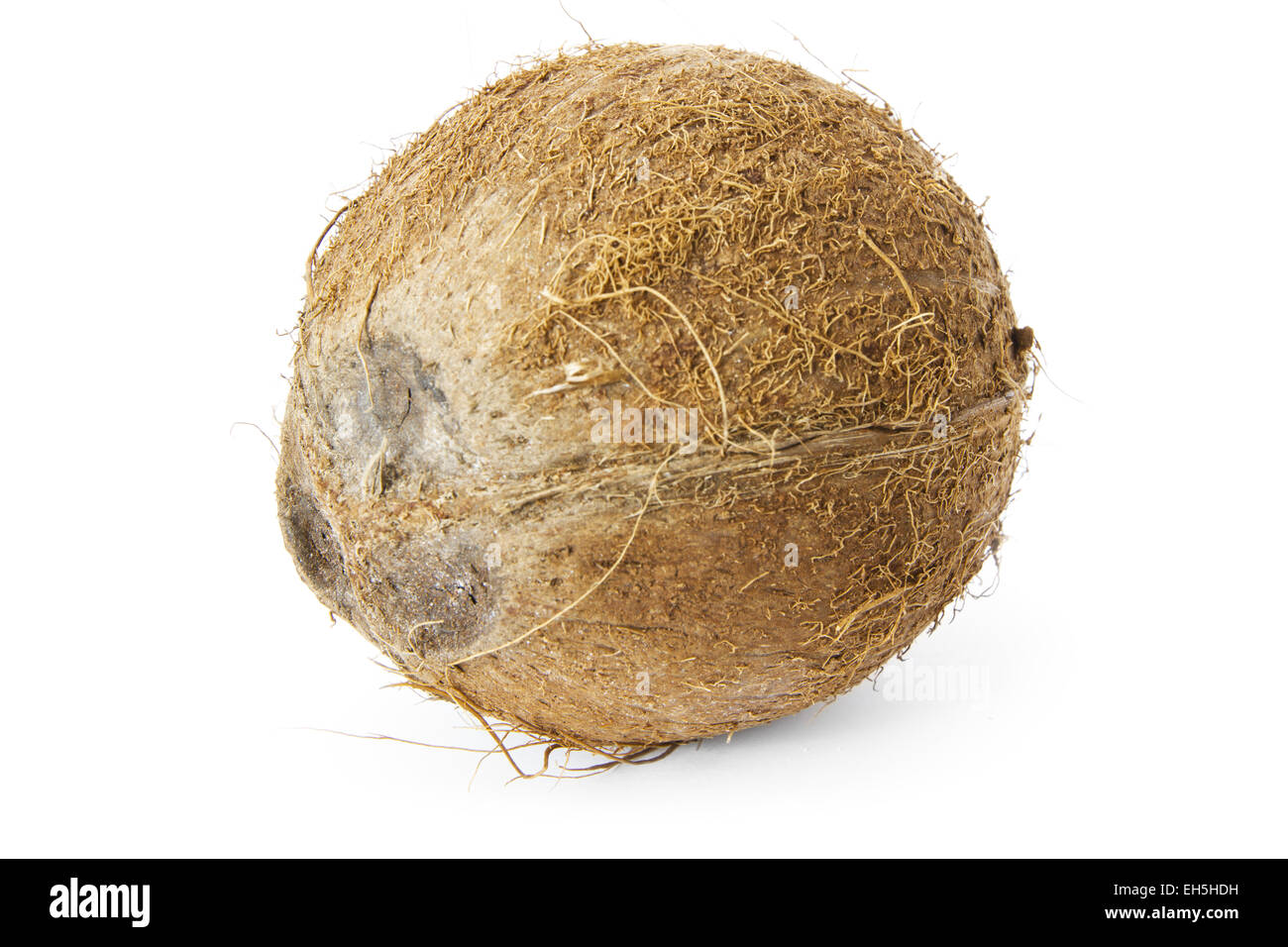 Coconut plant Cut Out Stock Images & Pictures - Alamy