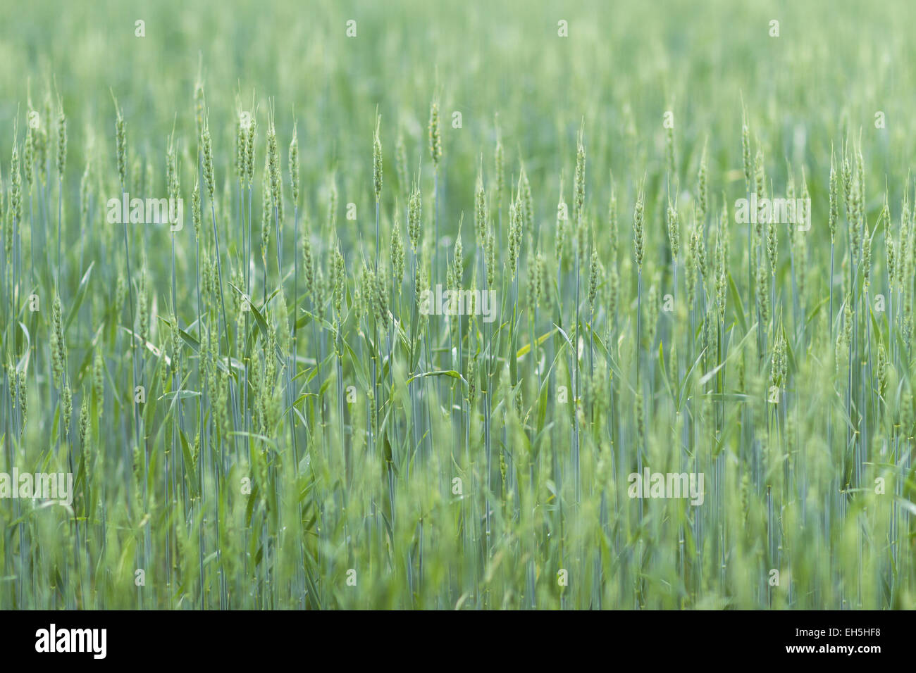 Green wheat grass field Stock Photo - Alamy