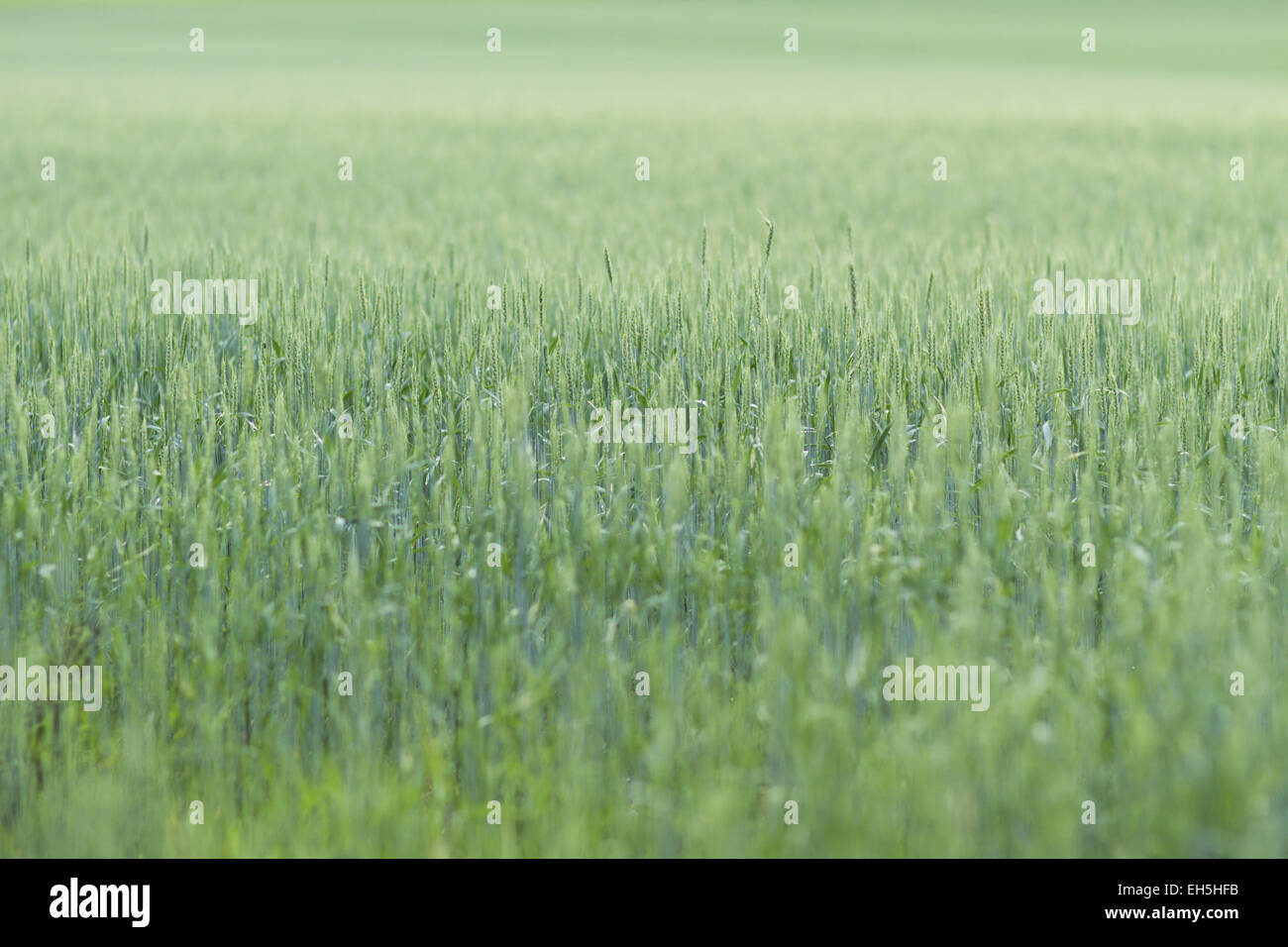 Plain crop hi-res stock photography and images - Alamy