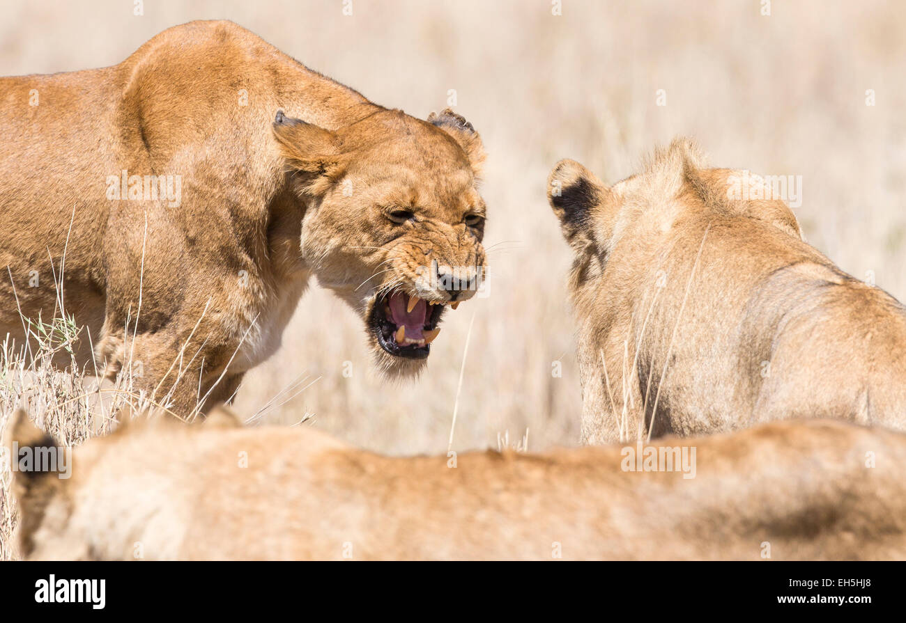 Angry lion hi-res stock photography and images - Alamy