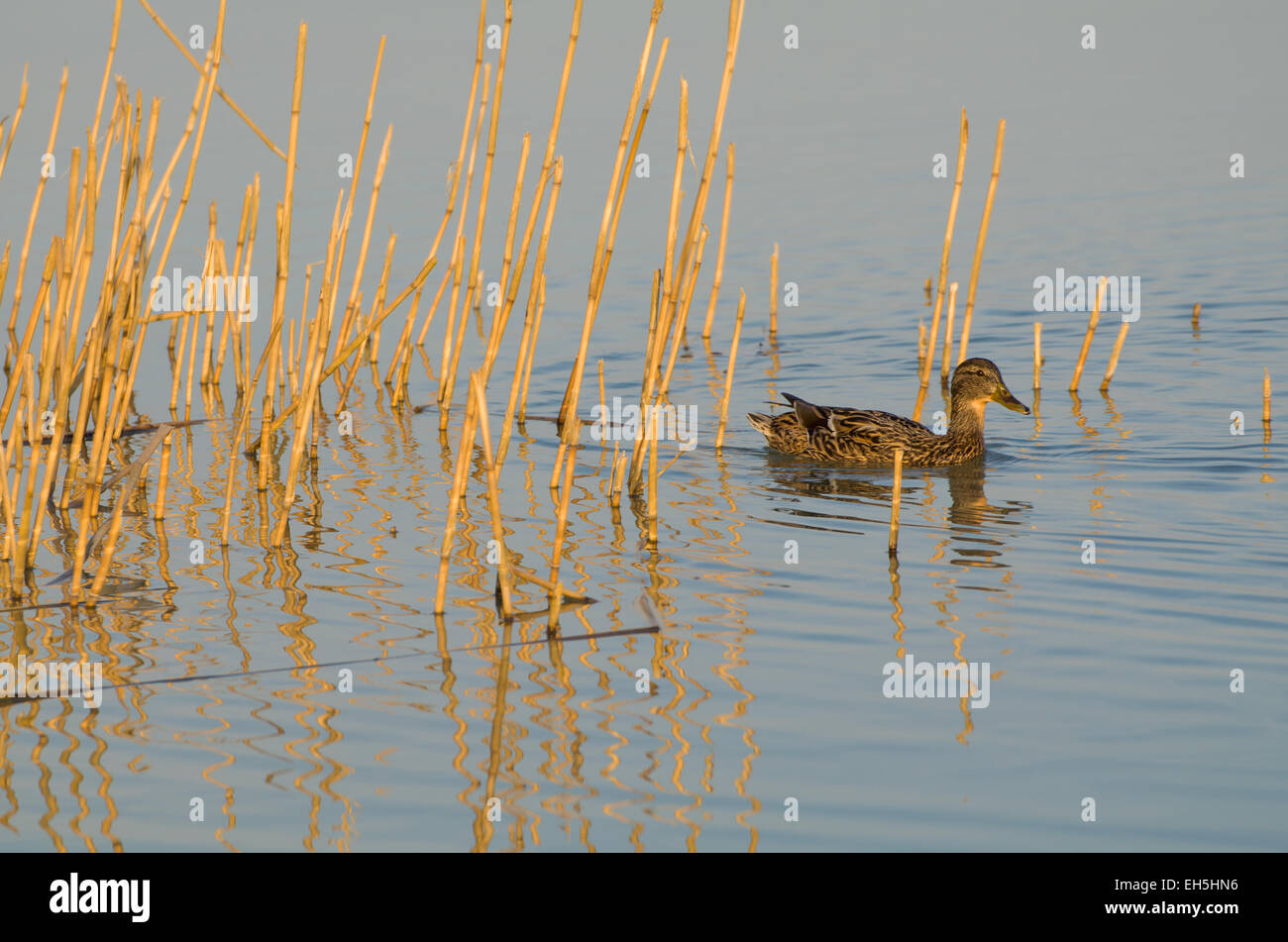 Duck and reeds hi-res stock photography and images - Alamy
