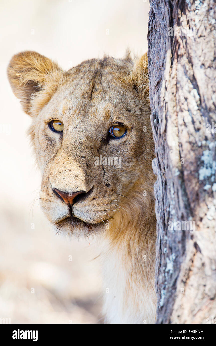 Lion behind tree in Africa Stock Photo - Alamy