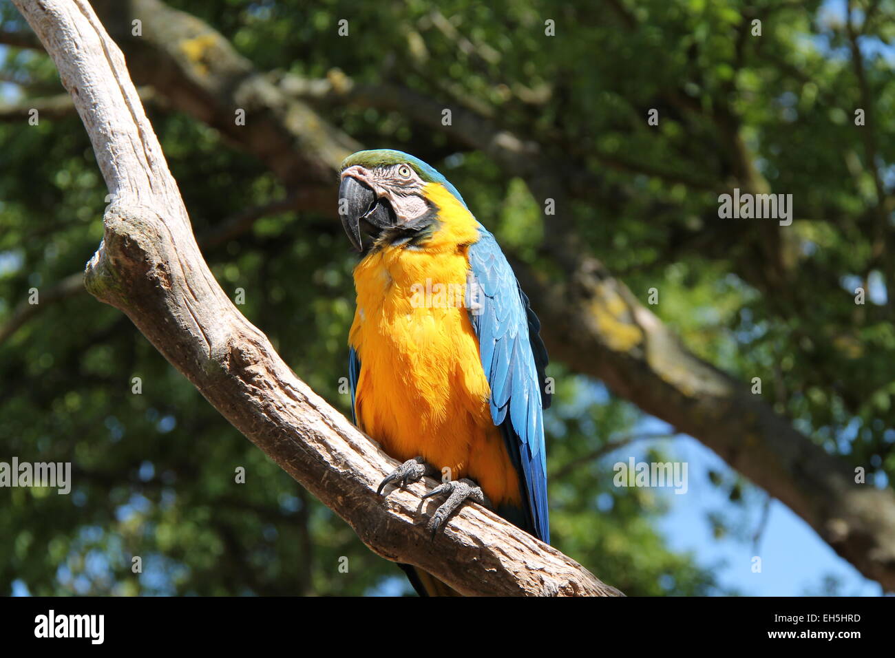 A Blue and Orange Parrot Sat on a Tree Branch Stock Photo - Alamy
