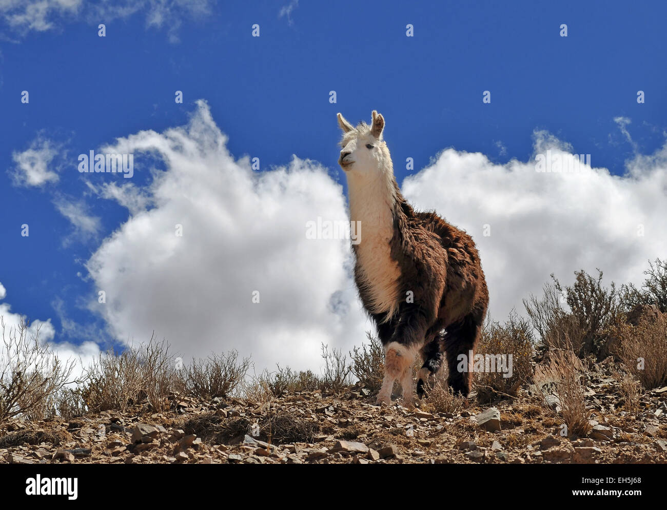 Vicuna animal hi-res stock photography and images - Alamy