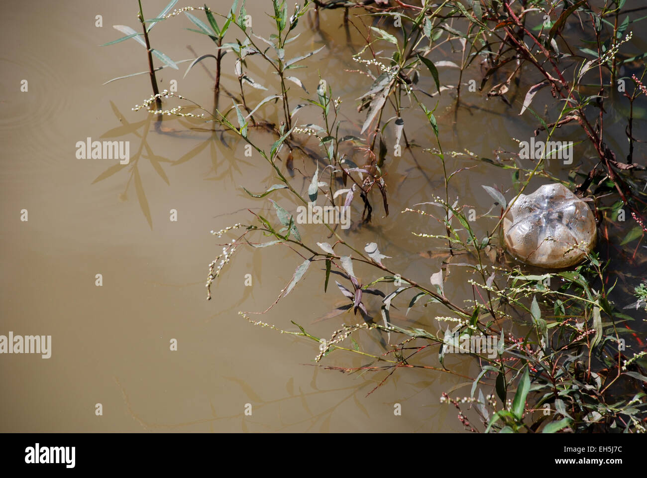 Litter act hi-res stock photography and images - Alamy