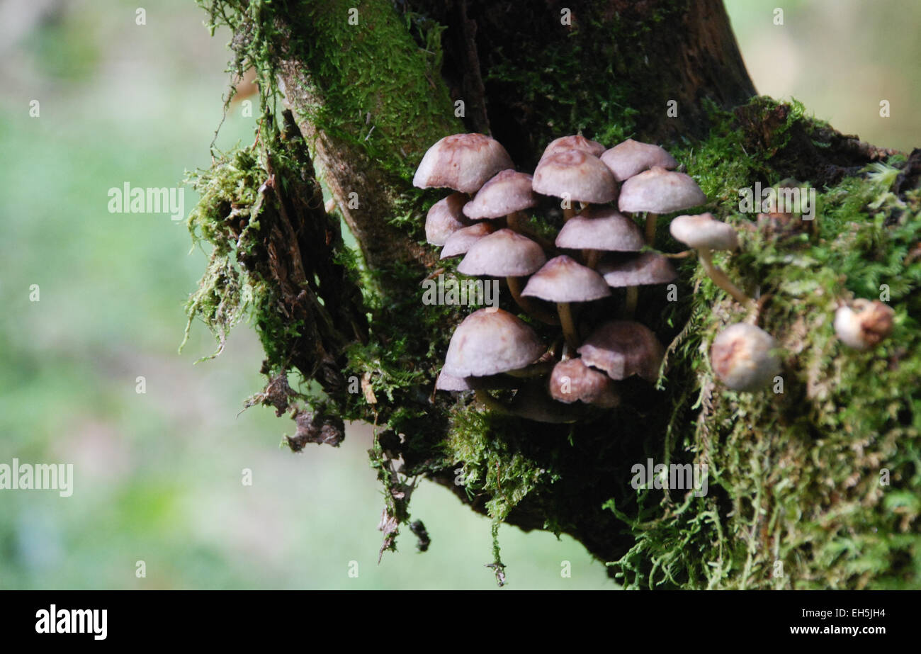 Cluster of fungi hi-res stock photography and images - Alamy