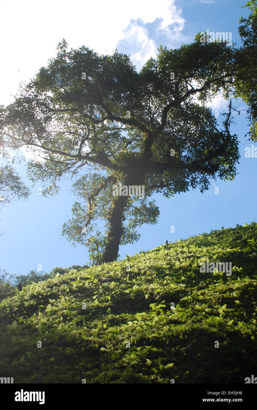 Tree maturity hi-res stock photography and images - Alamy