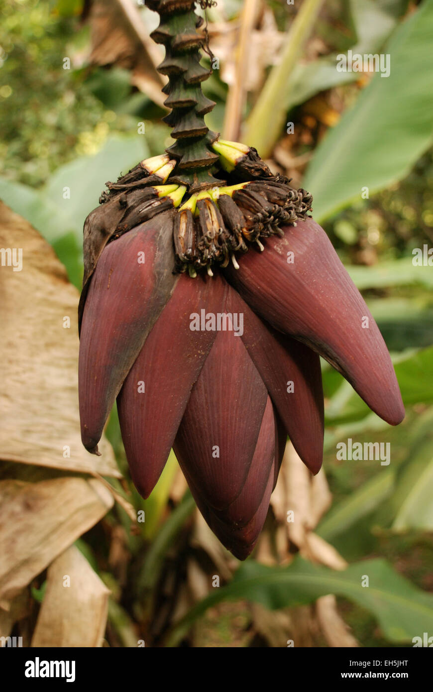 Banana inflorescence hi-res stock photography and images - Alamy