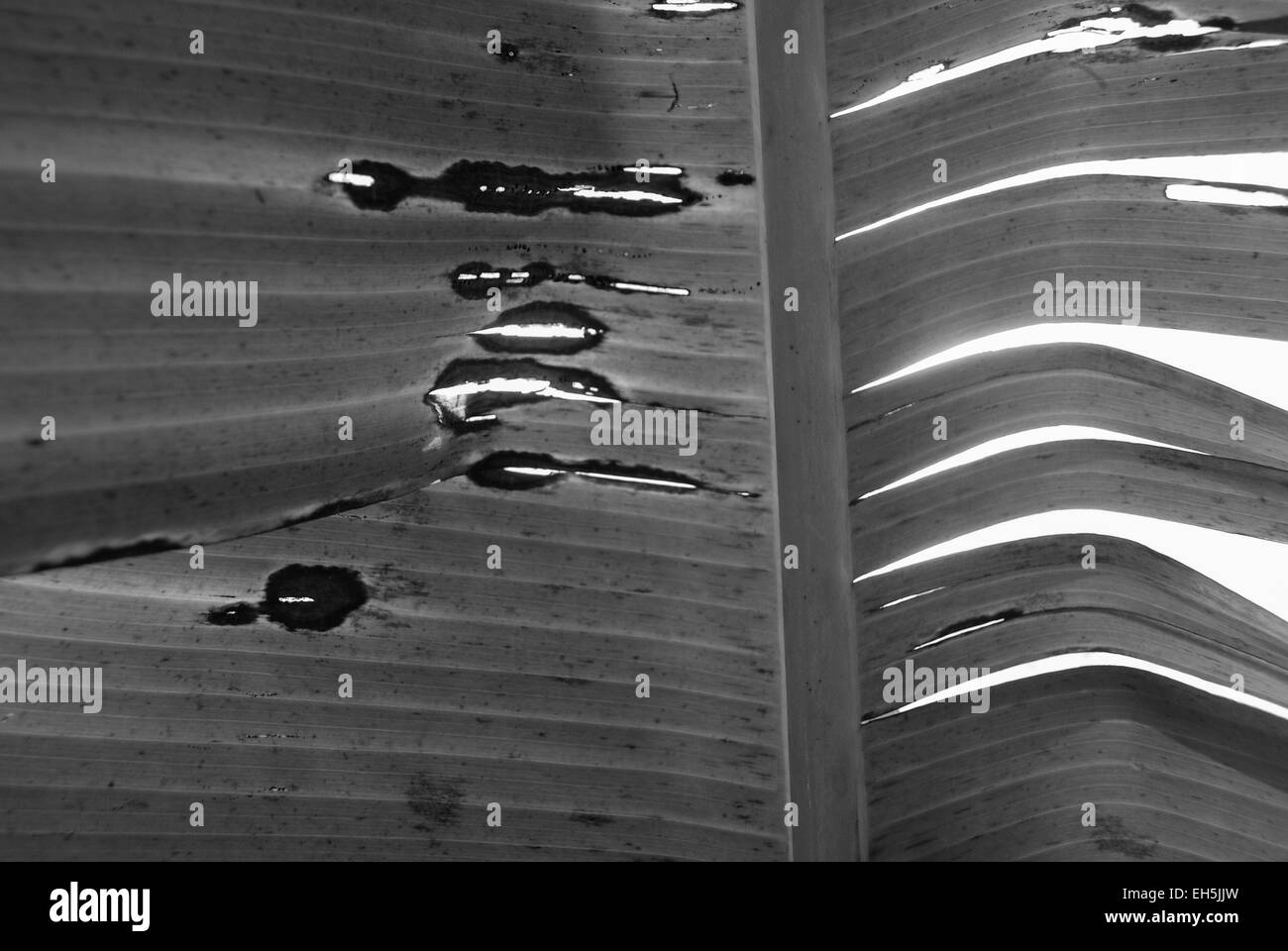 Tree injury Black and White Stock Photos & Images - Alamy