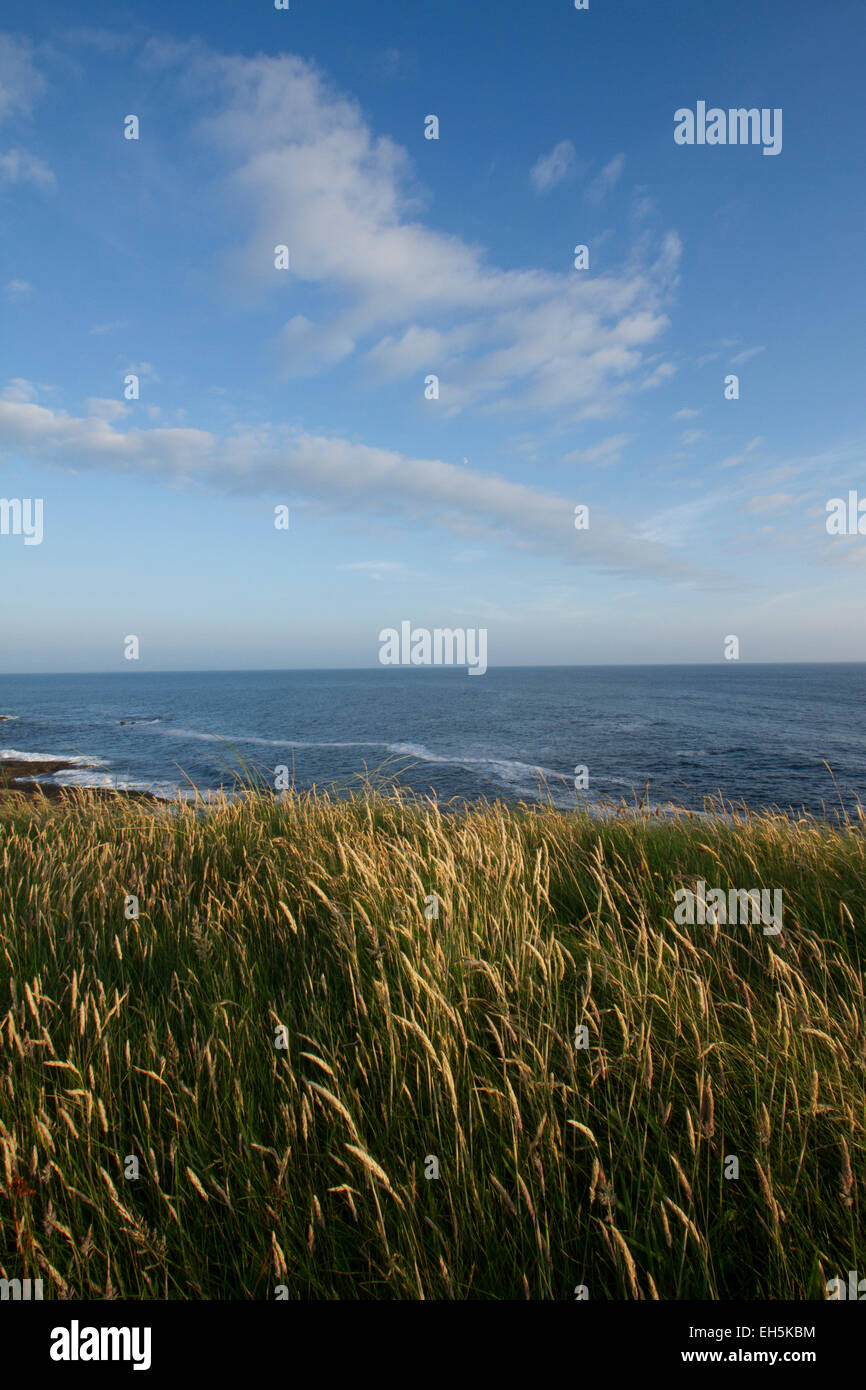 Sea grass field hi-res stock photography and images - Alamy