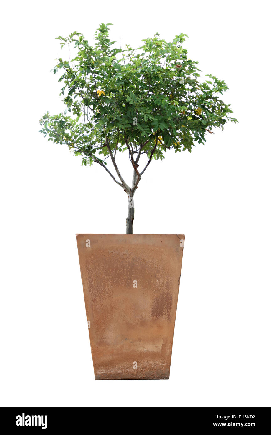 Tree in potted on white background Stock Photo - Alamy