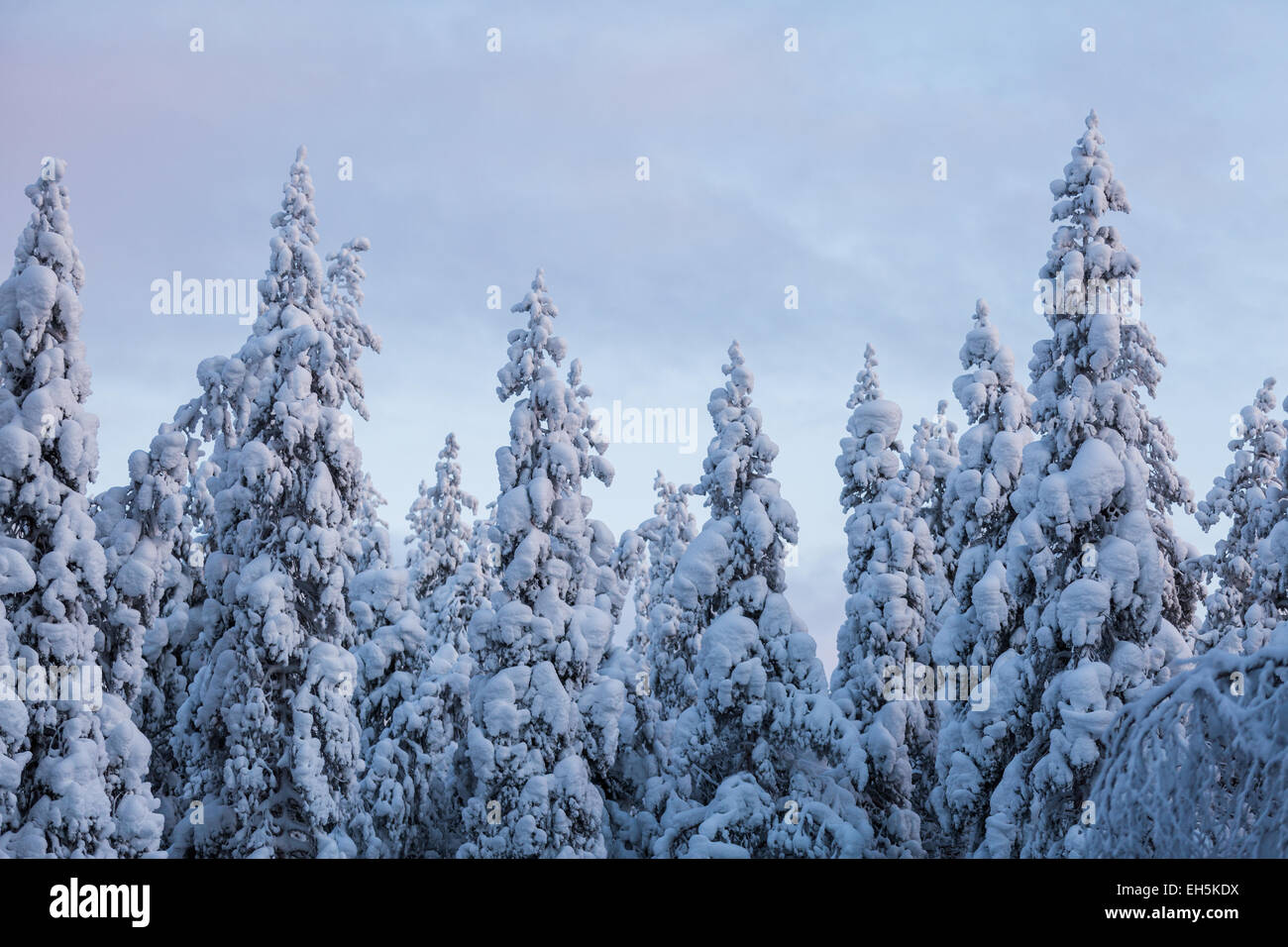 Frozen snowy winter forest scene Stock Photo - Alamy