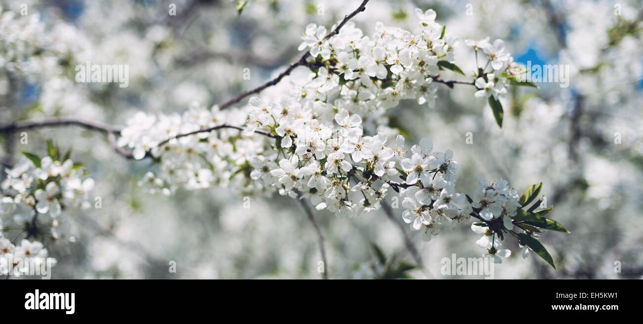 Flowers of blossom tree Stock Photo - Alamy