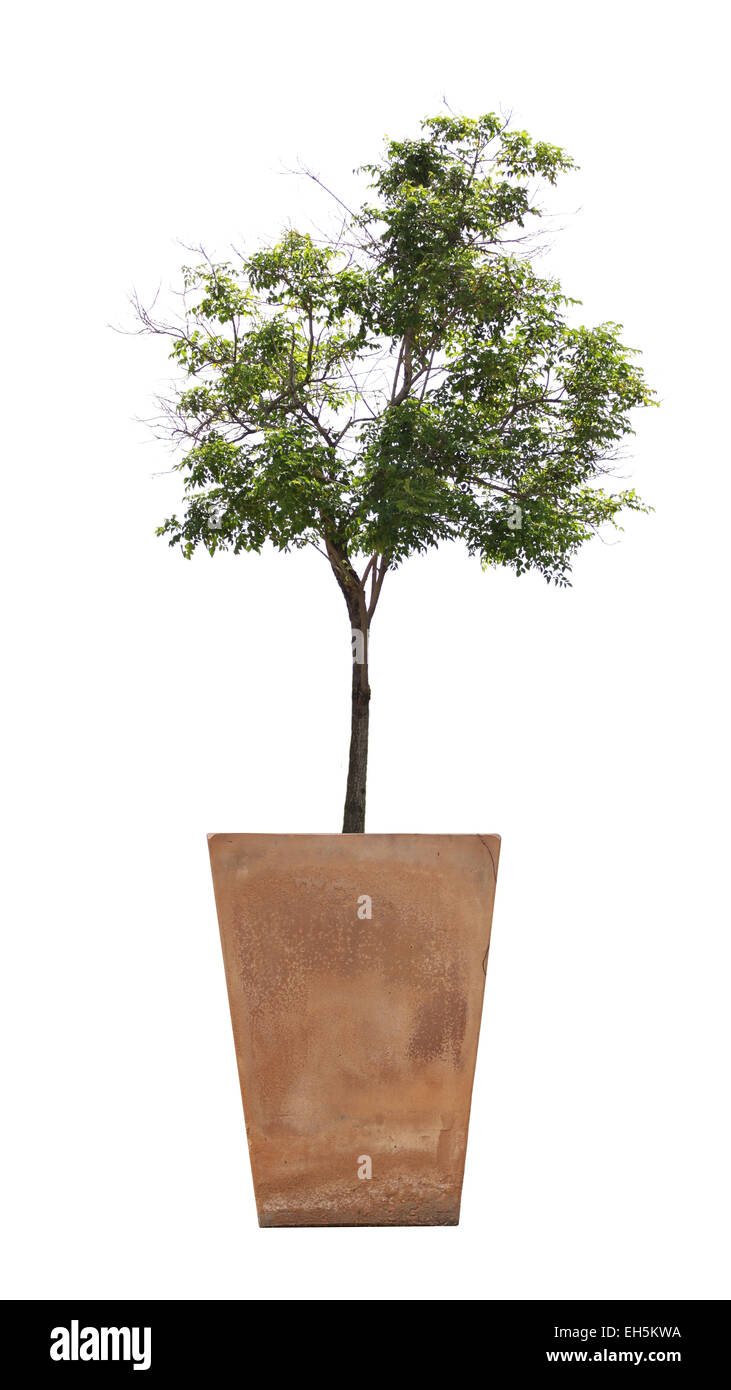 Tree in potted on white background Stock Photo - Alamy