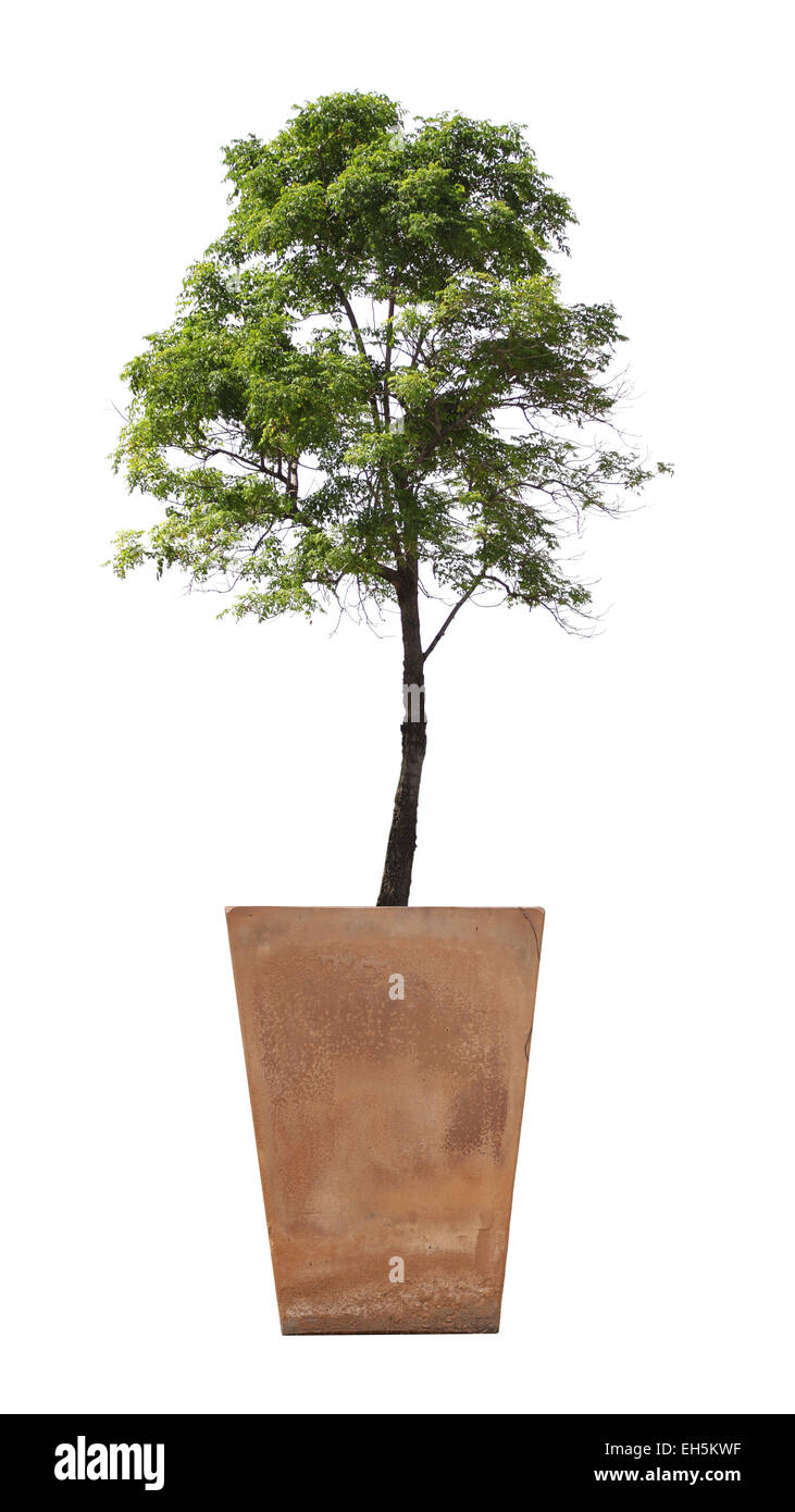 Tree in potted on white background Stock Photo - Alamy