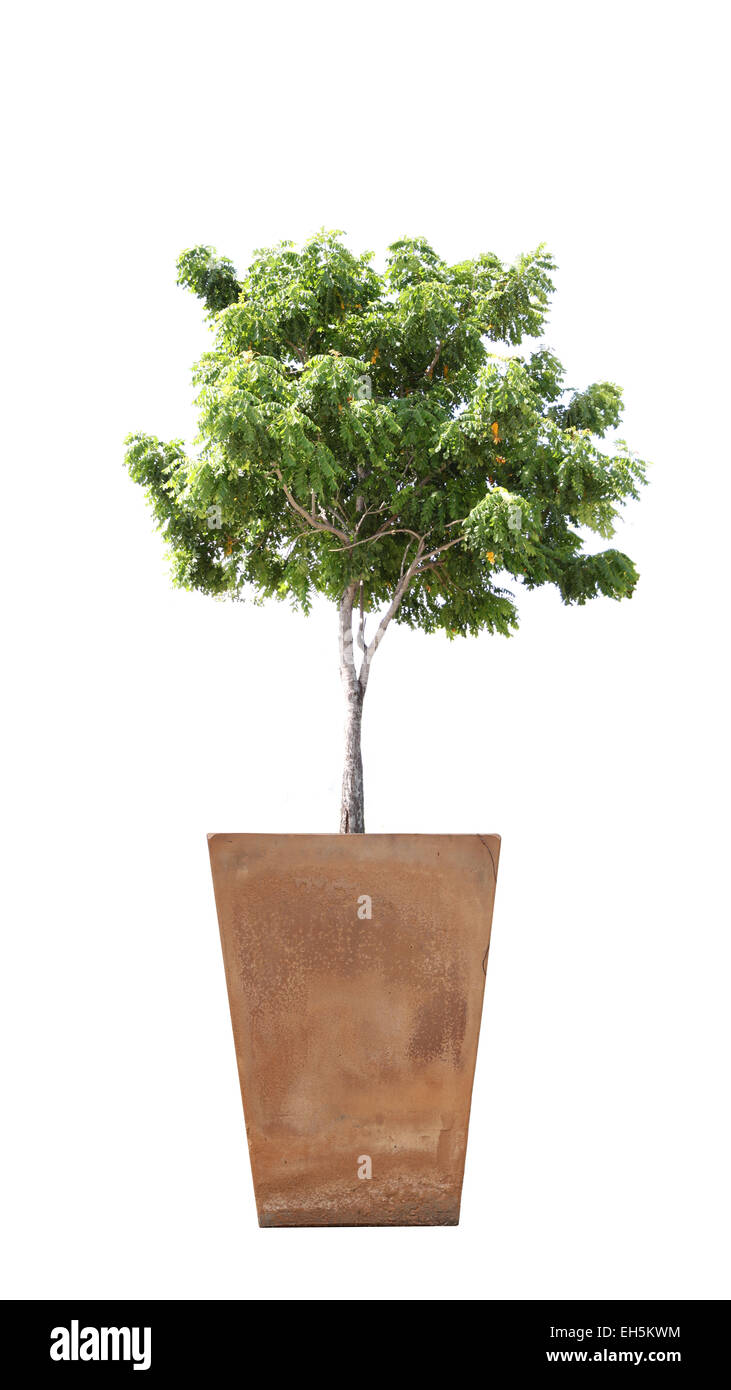 Tree in potted on white background Stock Photo - Alamy