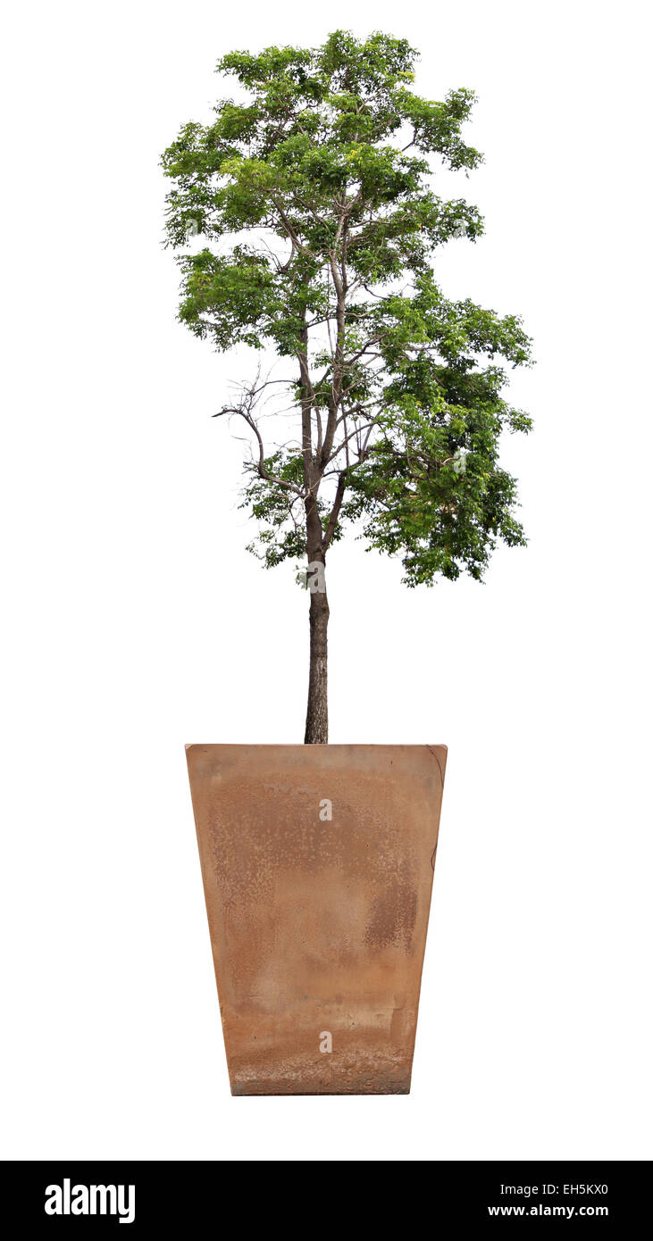 Tree in potted on white background Stock Photo - Alamy
