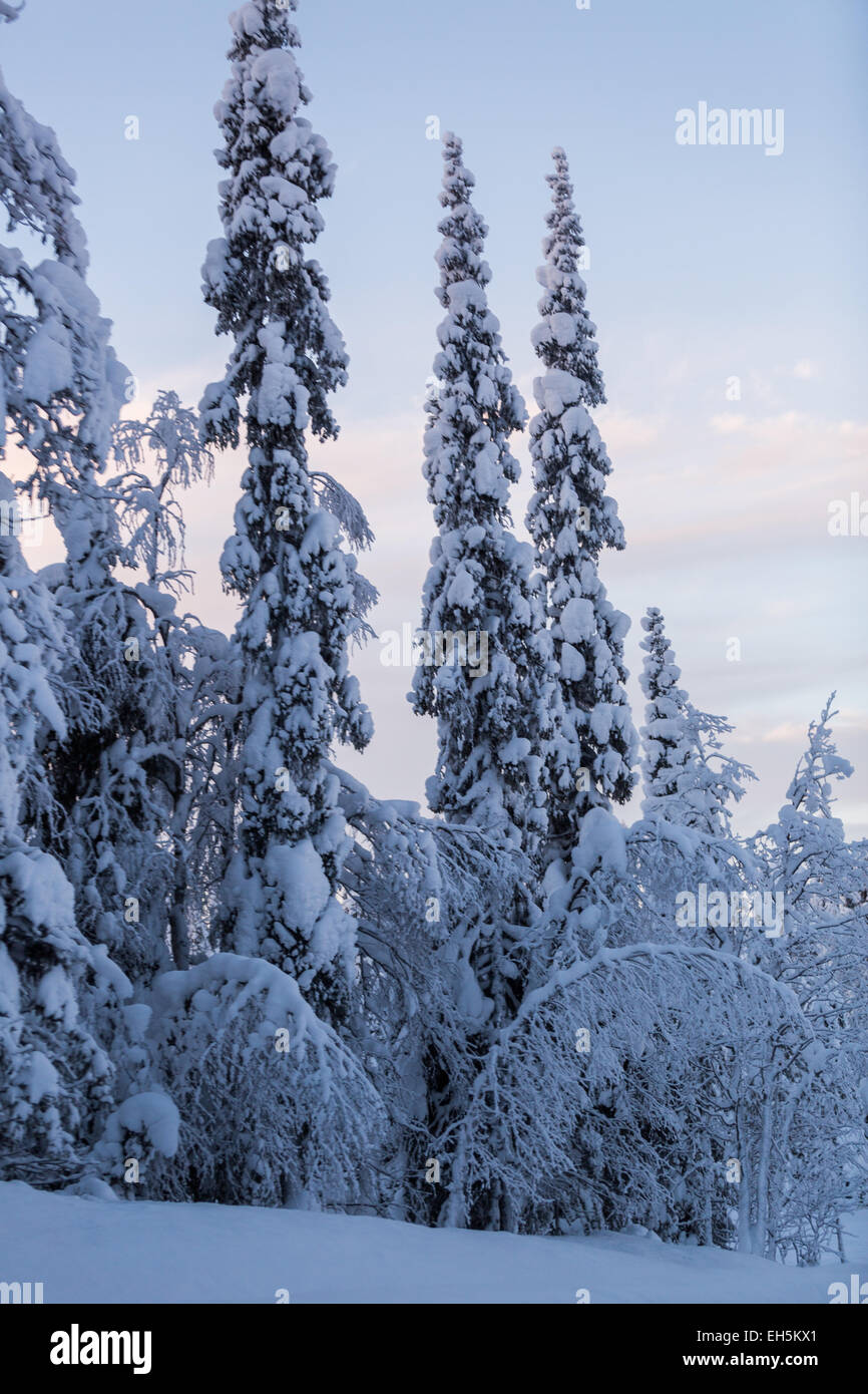 Frozen forest hi-res stock photography and images - Alamy