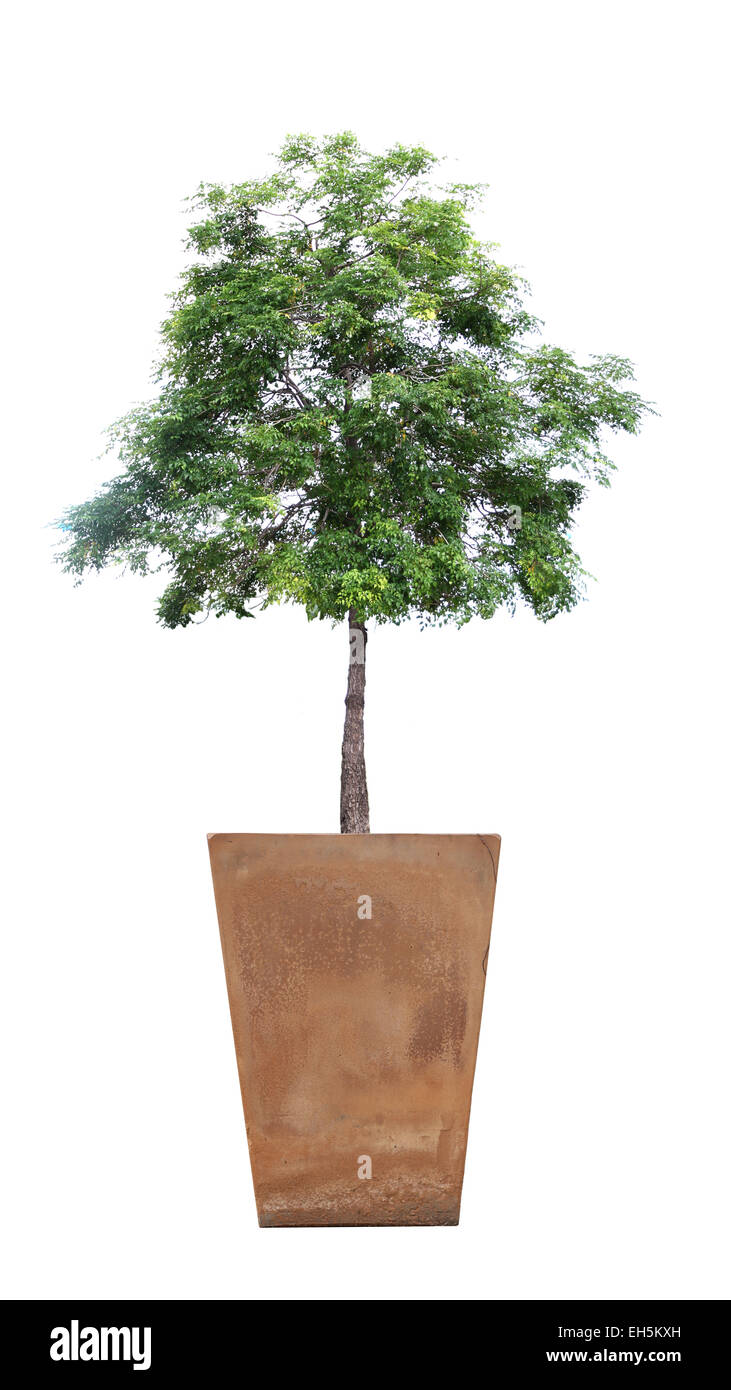 Tree in potted on white background Stock Photo - Alamy