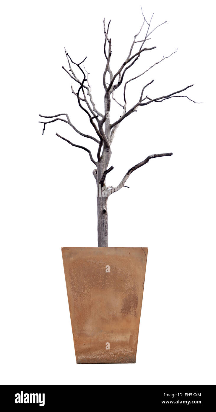 The dead tree in potted on white background Stock Photo - Alamy