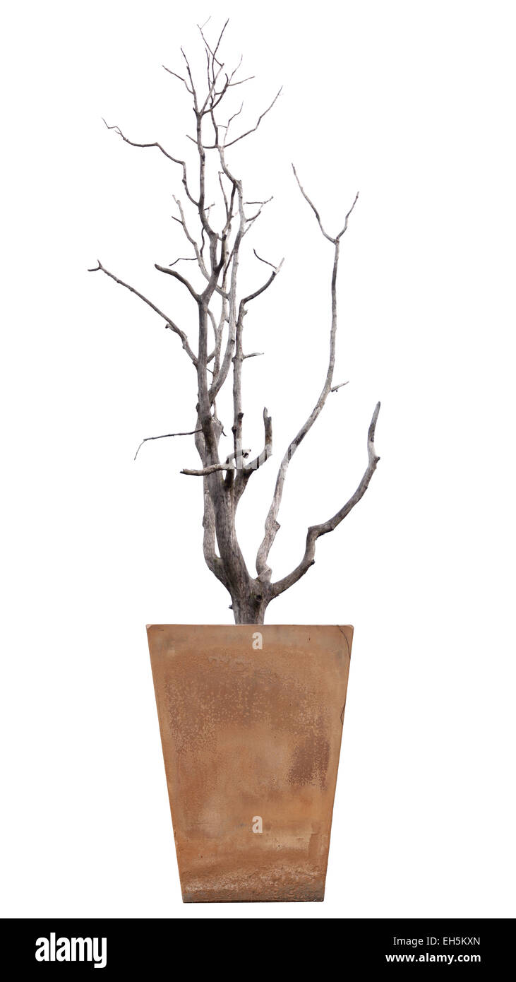 The dead tree in potted on white background Stock Photo - Alamy
