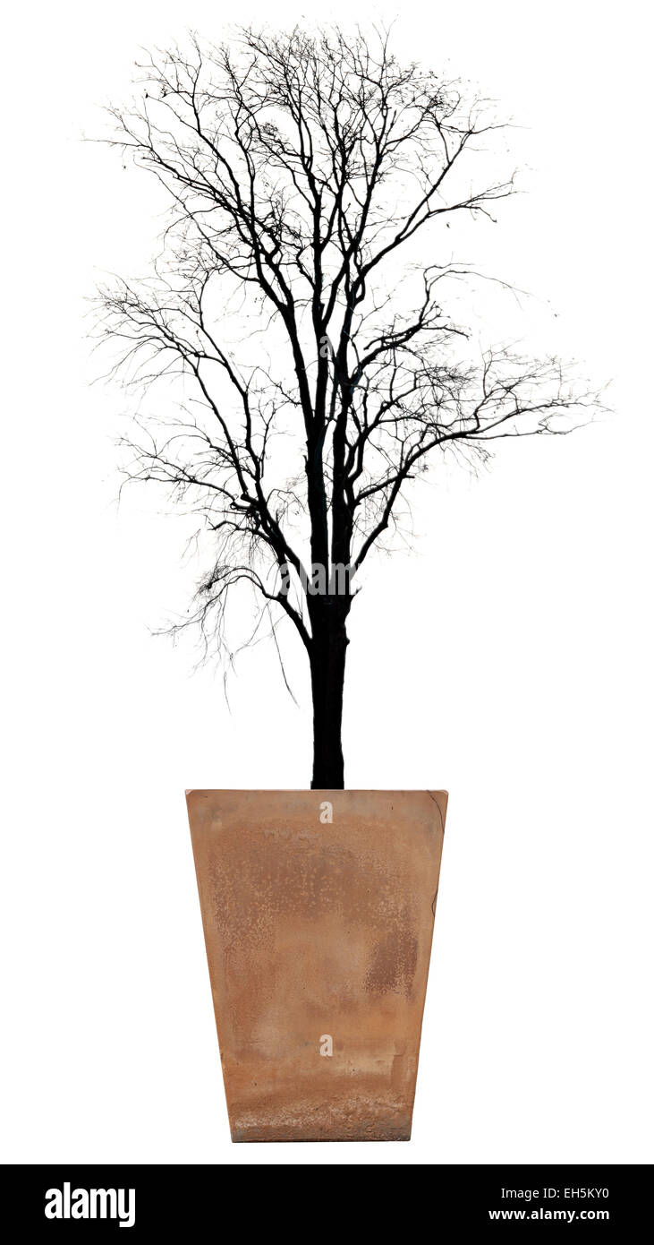The dead tree in potted on white background Stock Photo - Alamy