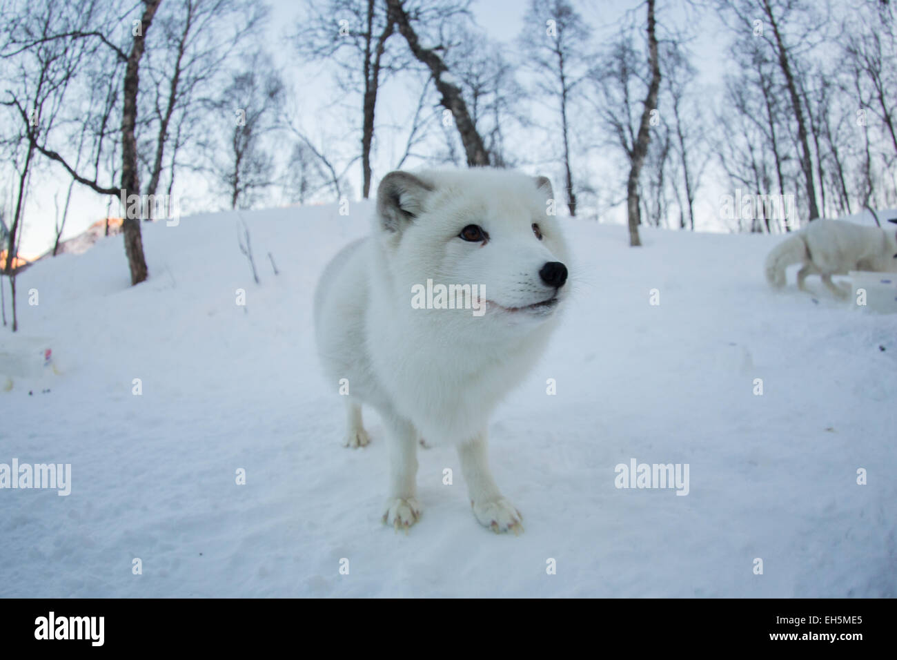 Arctic fox in a snowy forest Stock Photo - Alamy