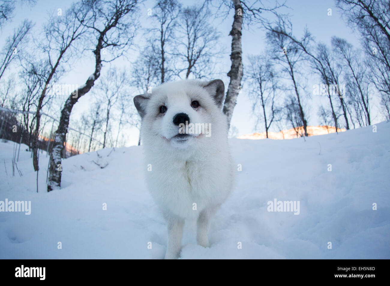 Arctic fox in a snowy forest Stock Photo - Alamy