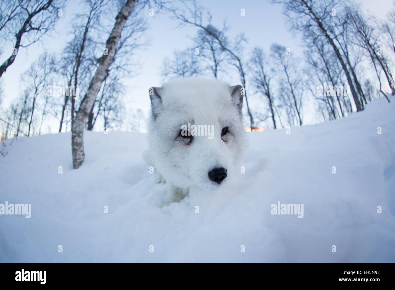 Arctic fox in a snowy forest Stock Photo - Alamy