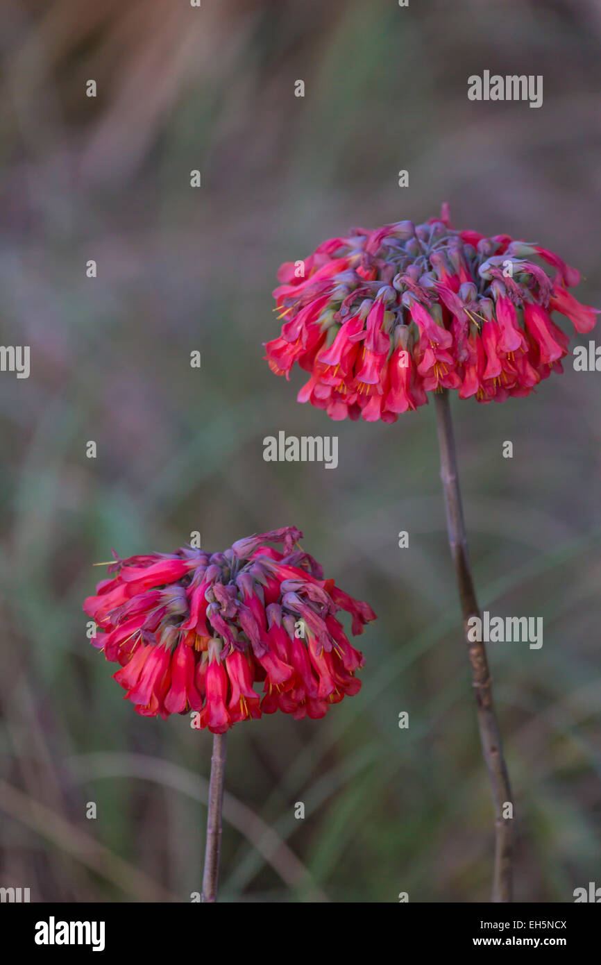 Red Chandelier Plant Kalanchoe tubiflora from Africa Stock Photo - Alamy