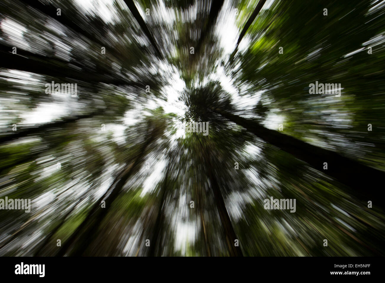 Abstract photograph of trees Stock Photo - Alamy