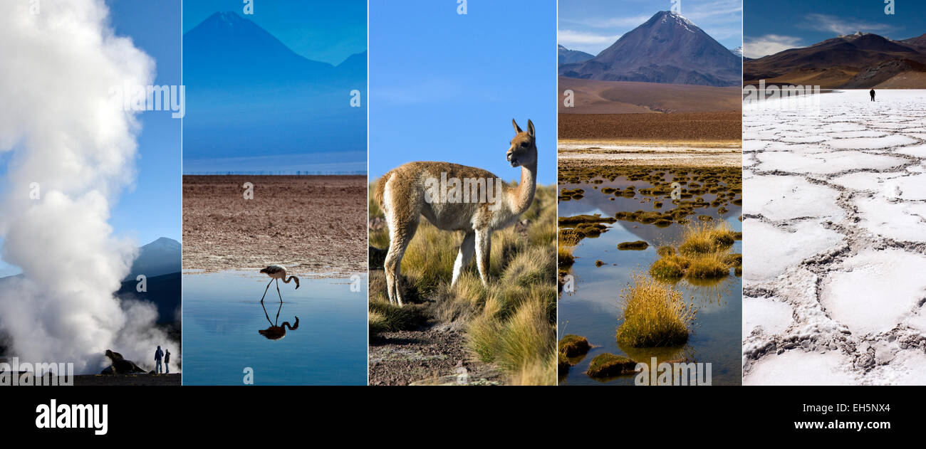 Atacama desert wildlife hi-res stock photography and images - Alamy