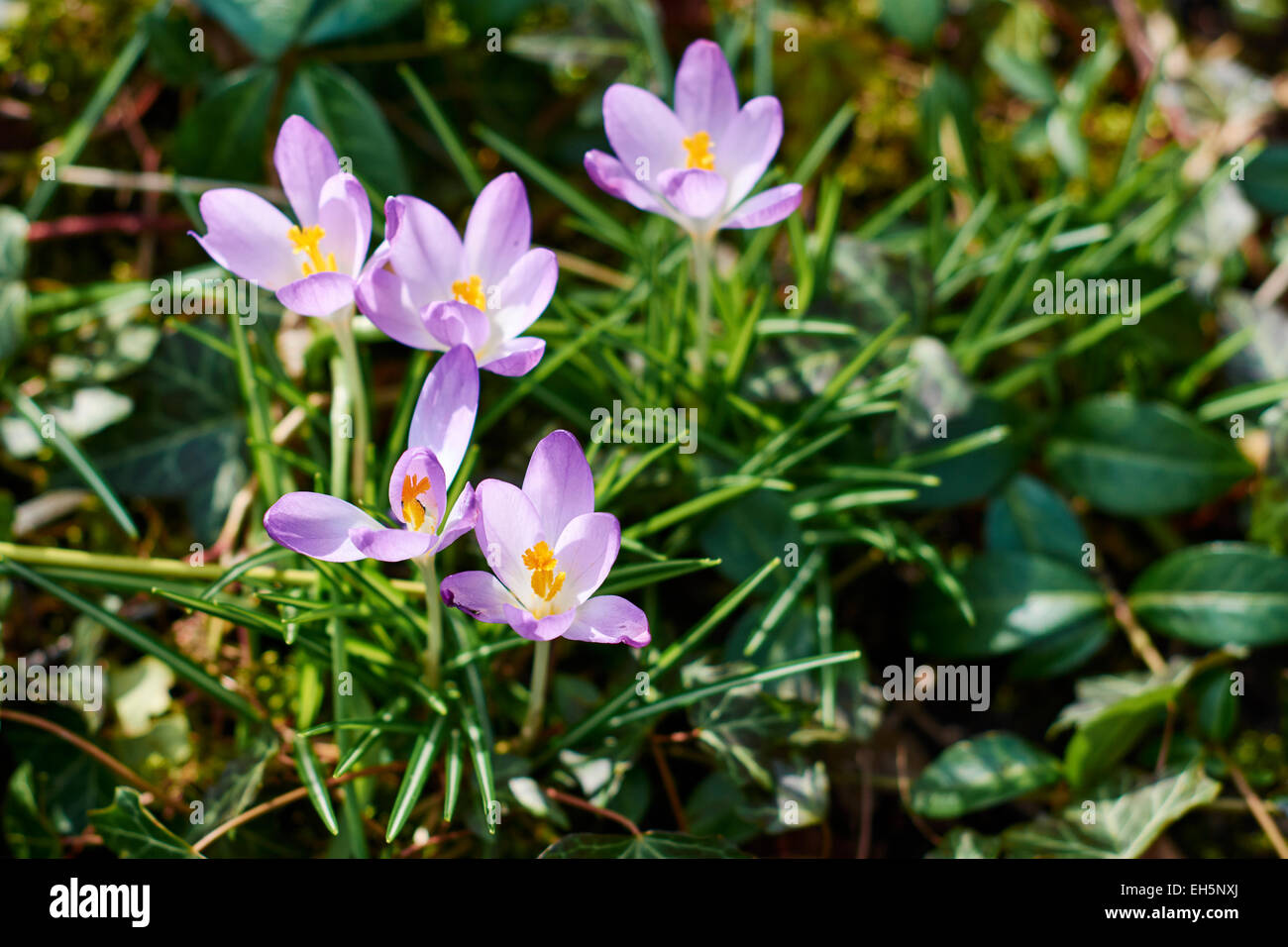 Crocuses blooming in March Stock Photo - Alamy